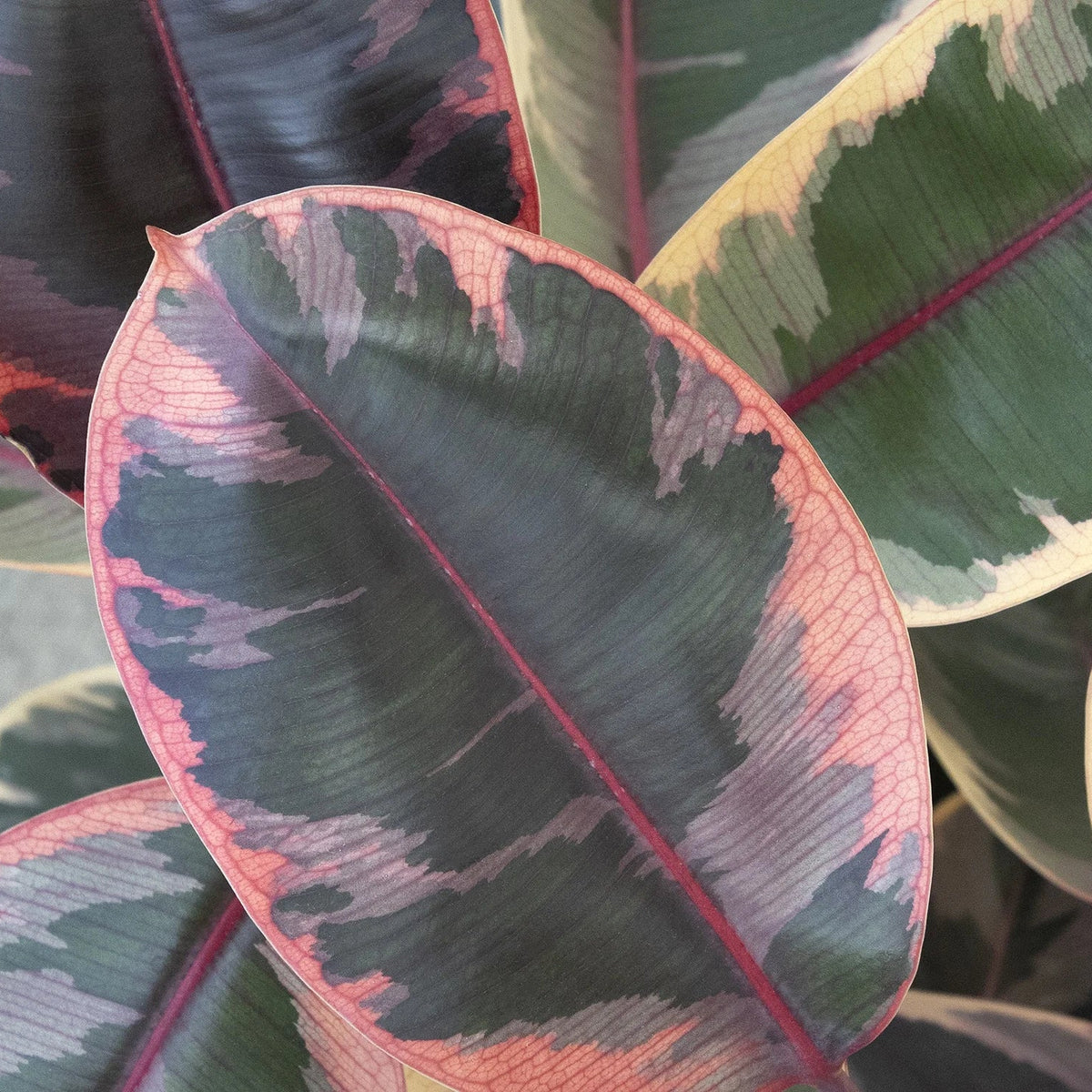Ficus elastica ‘Belize' – Southern Idaho Landscape Center