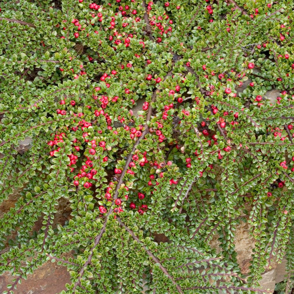Rock Cotoneaster – Southern Idaho Landscape Center