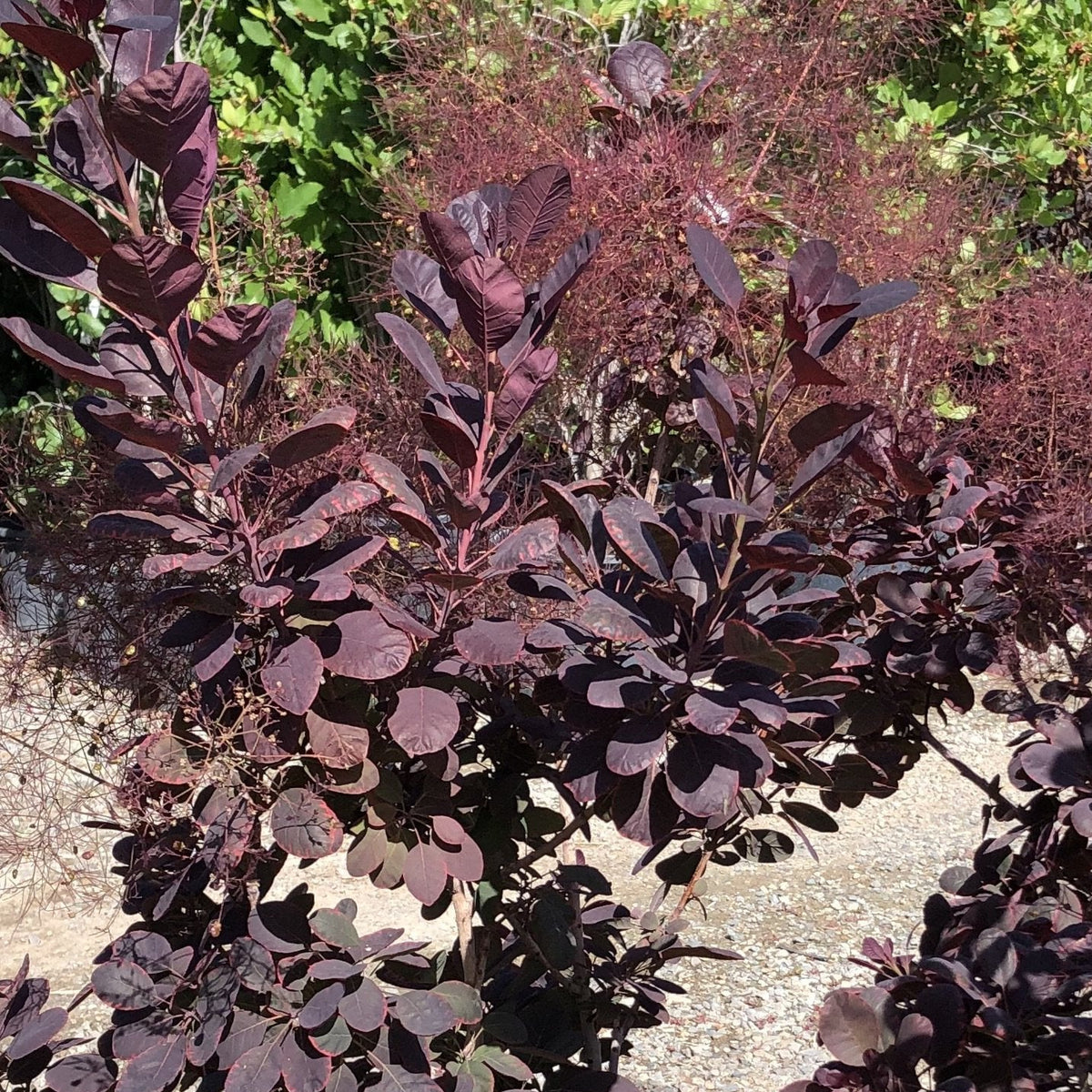 Royal Purple Smoke Bush Tree – Southern Idaho Landscape Center