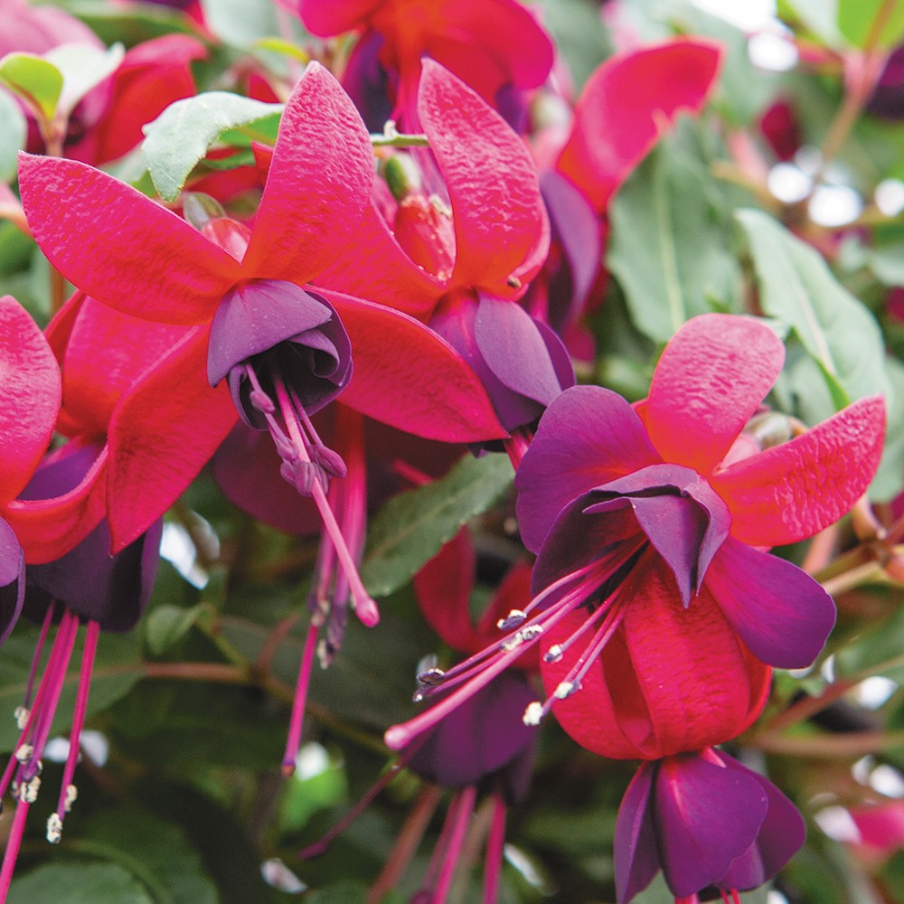 Bella Soila Fuchsia – Southern Idaho Landscape Center