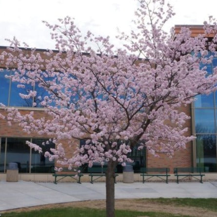 Spring Wonder Cherry Tree – Southern Idaho Landscape Center