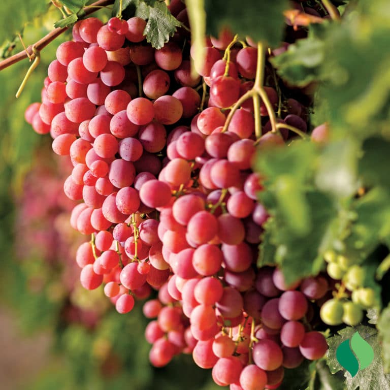 Red Suffolk Seedless Grape – Southern Idaho Landscape Center