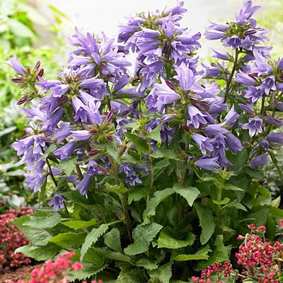 Viking Campanula (Bellflower) – Southern Idaho Landscape Center
