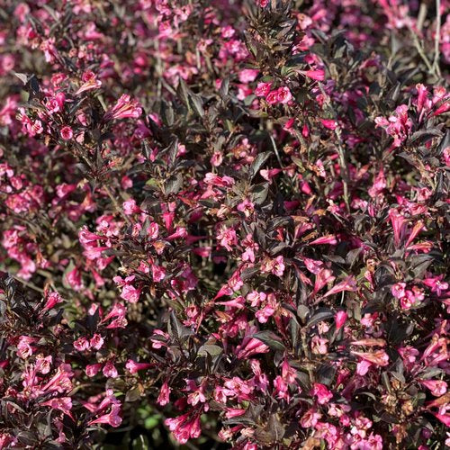 Very Fine Wine Weigela – Southern Idaho Landscape Center