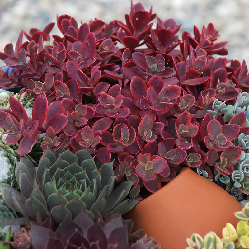 Sunsparkler Wildfire Sedum (Stonecrop) – Southern Idaho Landscape Center