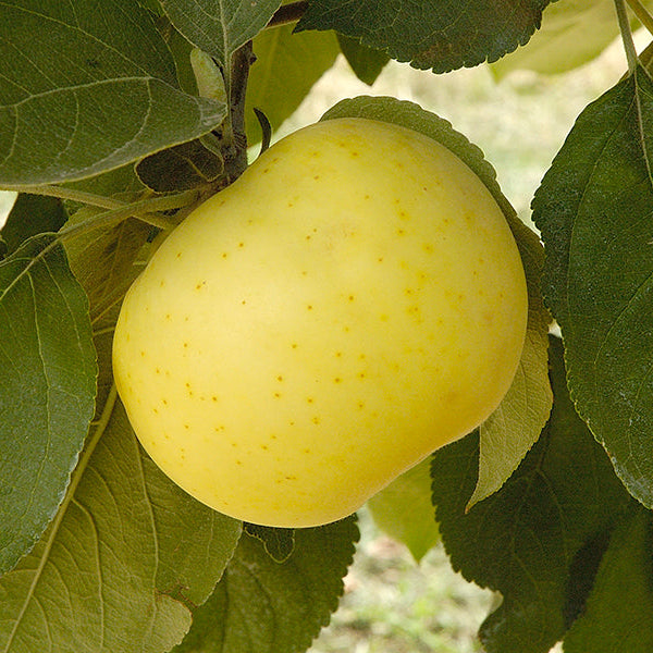 Yellow Transparent Apple Tree – Southern Idaho Landscape Center