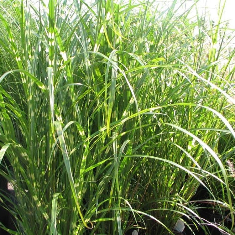 Zebrinus Miscanthus (Zebra Grass) – Southern Idaho Landscape Center