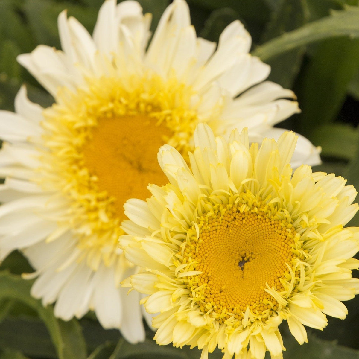 Real Charmer Leucanthemum (Shasta Daisy) – Southern Idaho Landscape Center