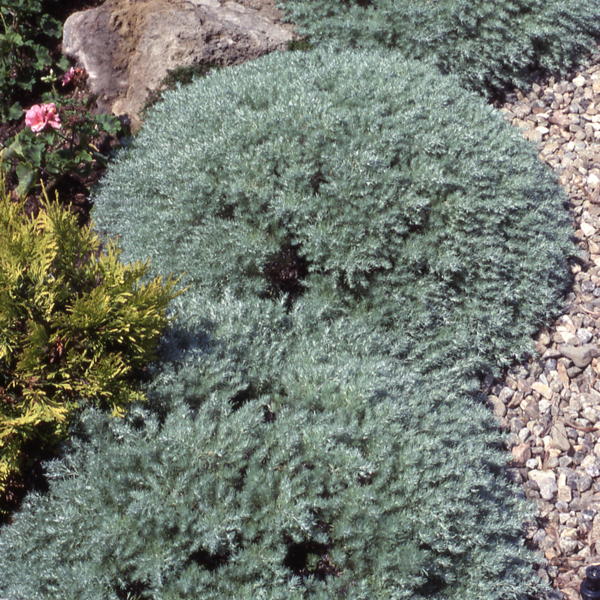 Silver Mound Artemisia (Wormwood) – Southern Idaho Landscape Center