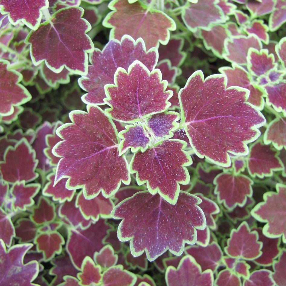 Stained Glassworks Trailing Monarch Coleus – Southern Idaho Landscape ...
