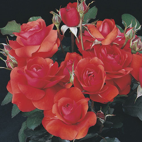 Trumpeter Floribunda Rose - 3 Gallon Growers Pot – Southern Idaho ...