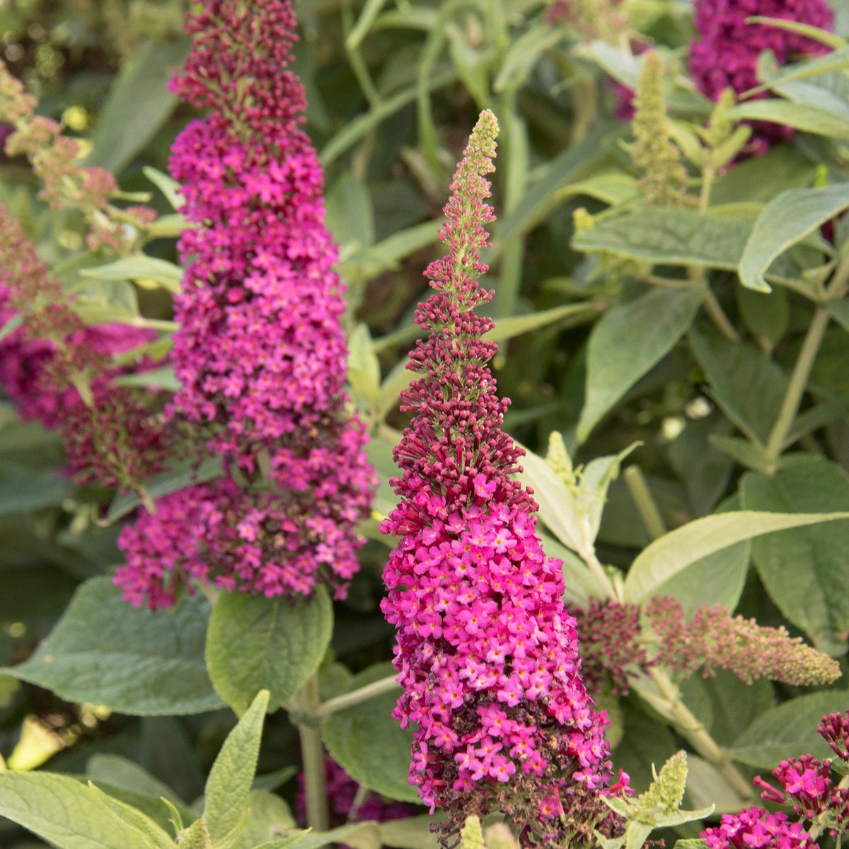 Miss Molly Butterfly Bush – Southern Idaho Landscape Center