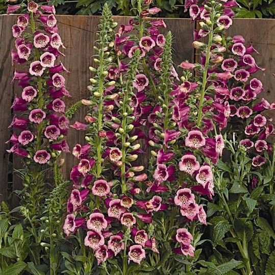 Camelot Rose Digitalis (Foxglove) – Southern Idaho Landscape Center