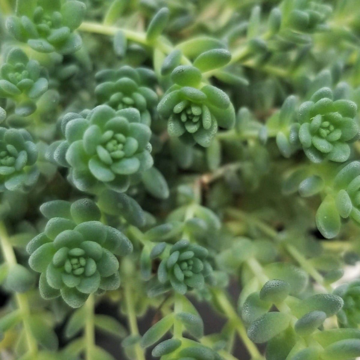 Major Creeping Sedum (Stonecrop) – Southern Idaho Landscape Center