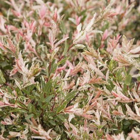 Hakuro Nishiki Dappled Willow – Southern Idaho Landscape Center