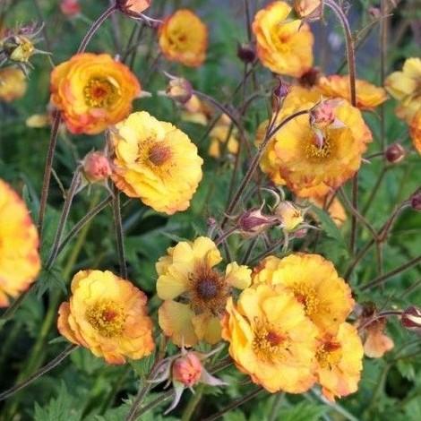 Mango Lassi Geum (Avens) – Southern Idaho Landscape Center