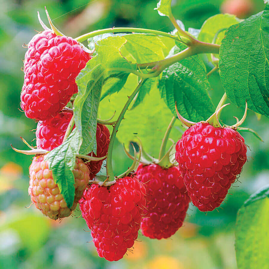 Caroline Raspberry Plant – Southern Idaho Landscape Center