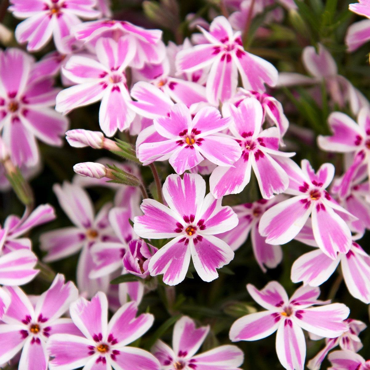 Candy Stripe Creeping Phlox – Southern Idaho Landscape Center