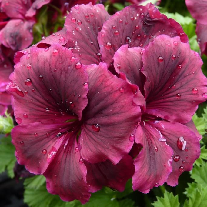Elegance Burgundy Martha Washington Geranium – Southern Idaho Landscape ...