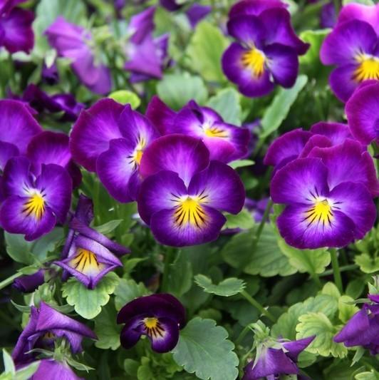 Halo Violet Viola – Southern Idaho Landscape Center