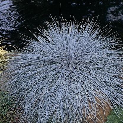Boulder Blue Fescue Grass – Southern Idaho Landscape Center
