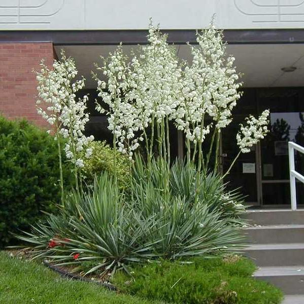 Yucca (Adam's Needle) – Southern Idaho Landscape Center