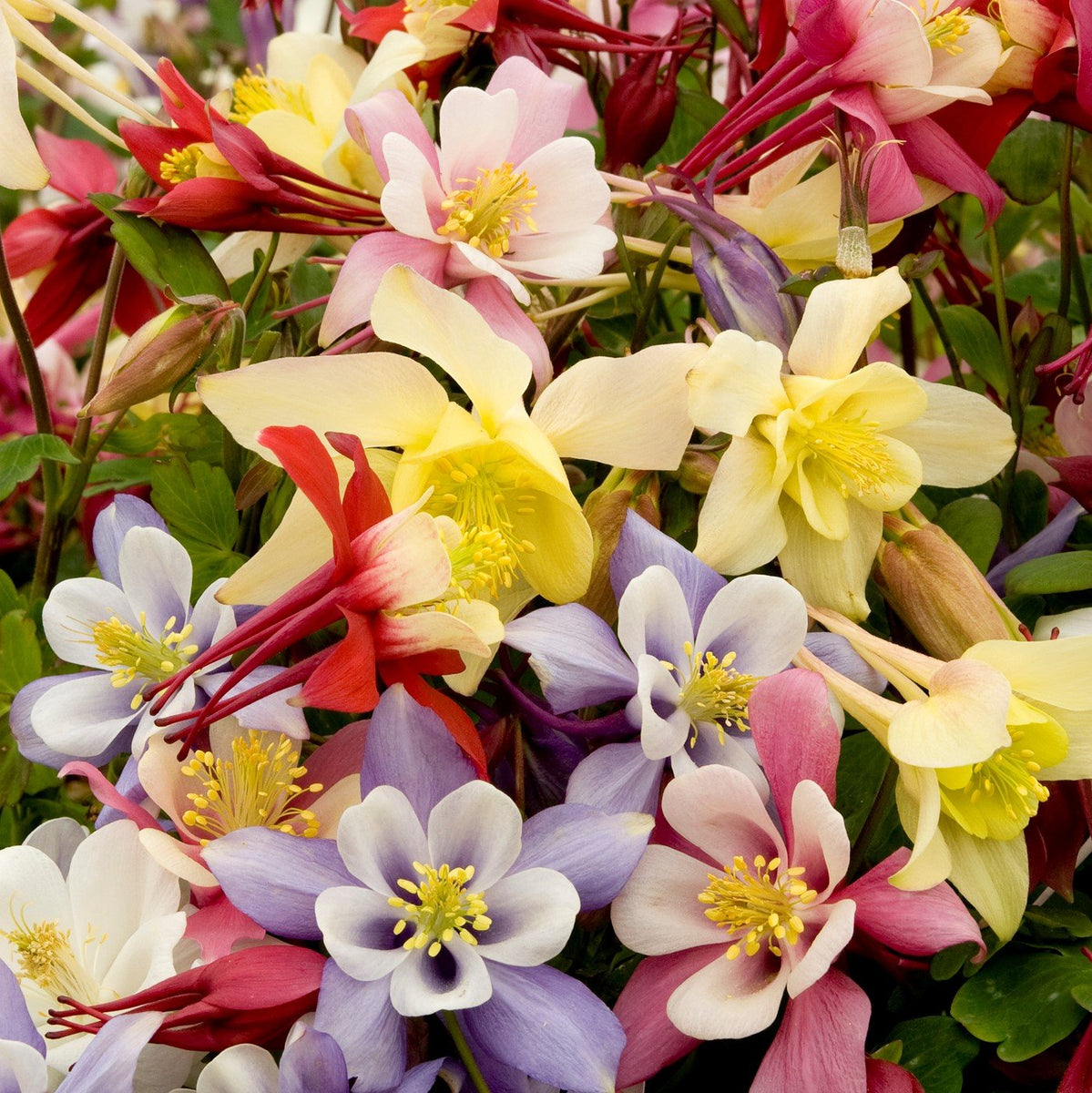 Origami Mix Columbine – Southern Idaho Landscape Center