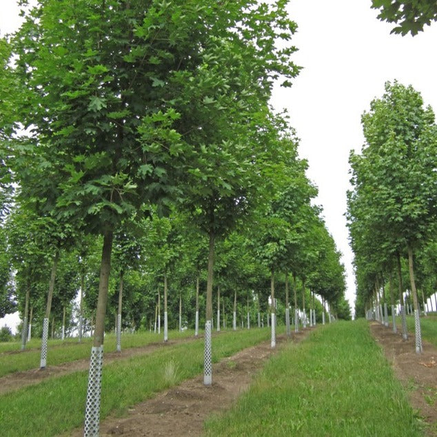 Emerald Queen Norway Maple Tree – Southern Idaho Landscape Center