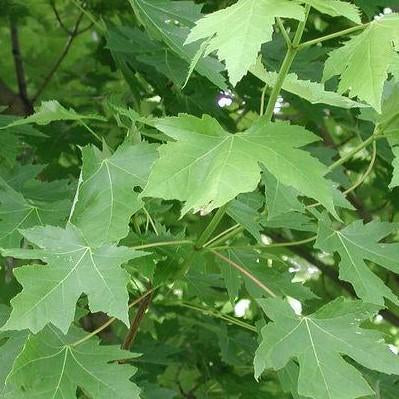 Celebration Maple Tree – Southern Idaho Landscape Center
