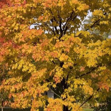Emerald Lustre Norway Maple Tree – Southern Idaho Landscape Center