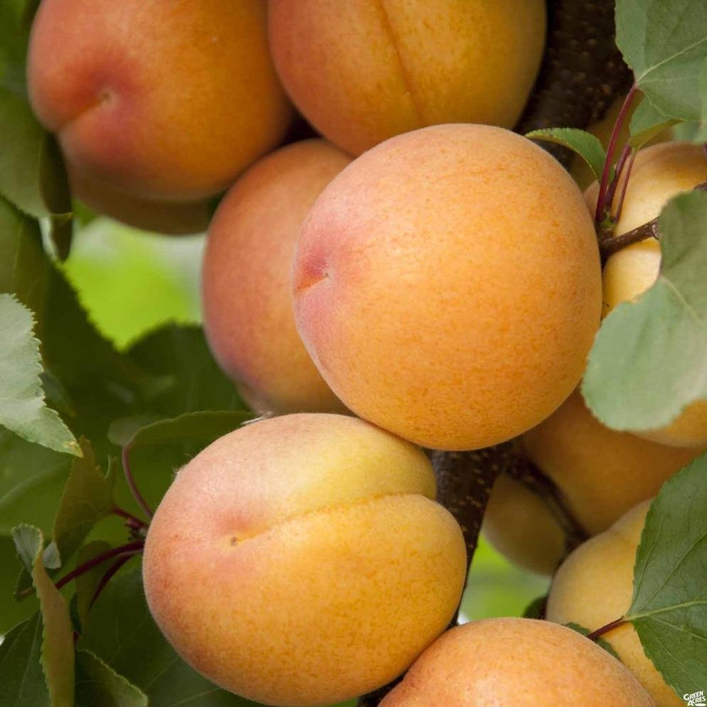 Flavor Delight Aprium Tree – Southern Idaho Landscape Center