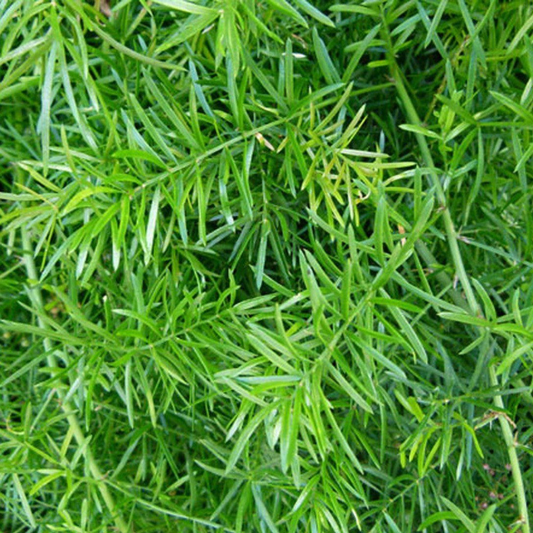 Sprengeri Asparagus (Sprenger's Asparagus Fern) – Southern Idaho ...
