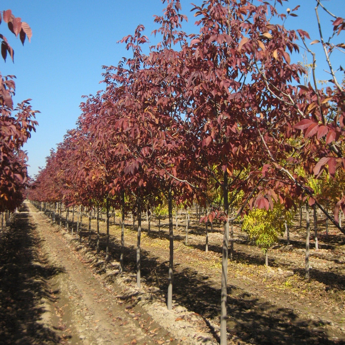 Autumn Purple Ash Tree – Southern Idaho Landscape Center