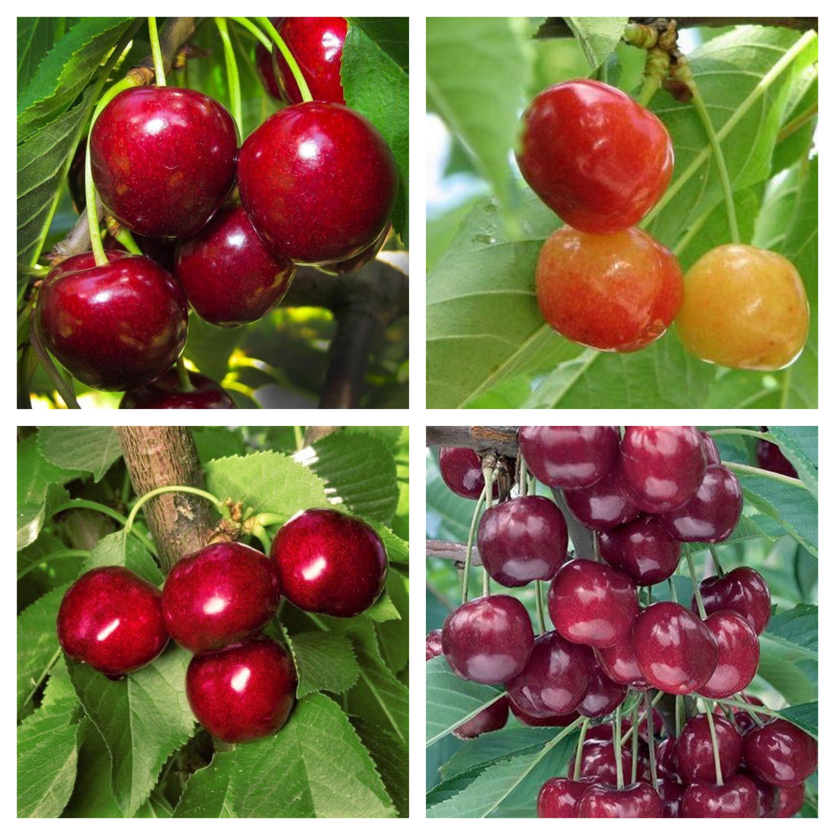 4 in 1 Cherry Tree – Southern Idaho Landscape Center