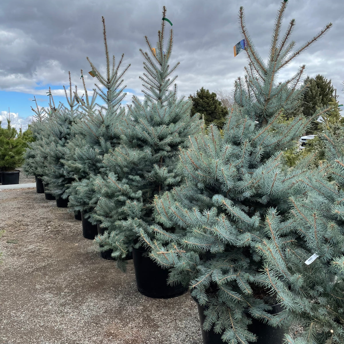 Blue Diamond Colorado Spruce Tree – Southern Idaho Landscape Center