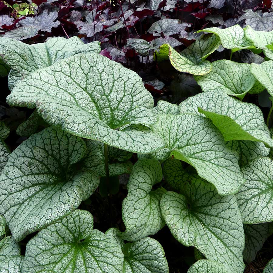 Alexander’s Great Siberian Brunnera (Bugloss) – Southern Idaho ...