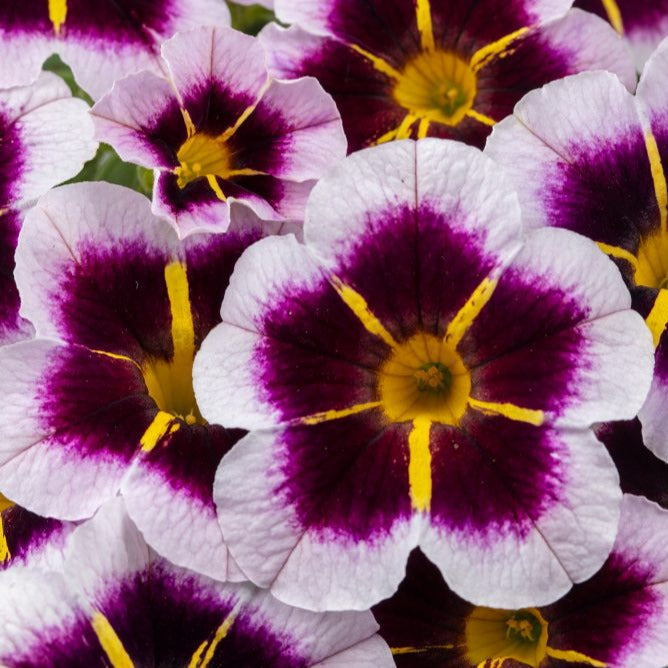 calibrachoa starlight