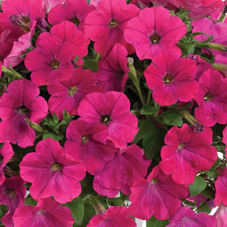 10" Neon Pink Petunia Hanging Baskets – Southern Idaho Landscape Center