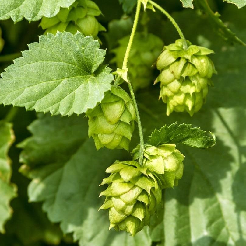 Cascade Hops Plant – Southern Idaho Landscape Center