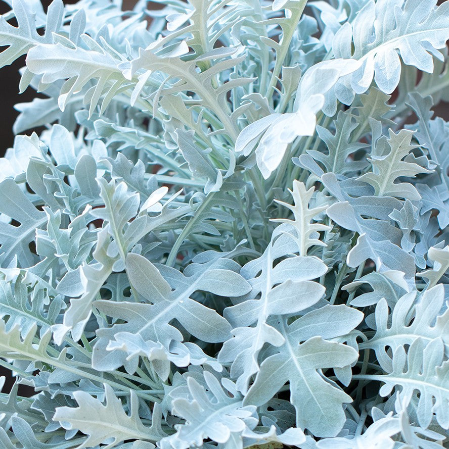 FanciFillers Chrome Fountain Centaurea – Southern Idaho Landscape Center