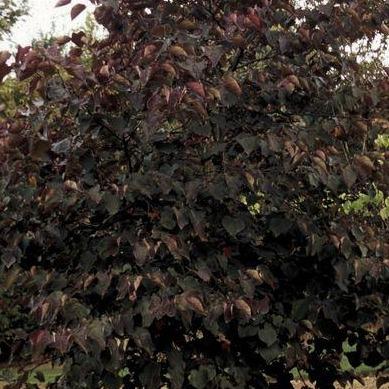 Forest Pansy Redbud Tree – Southern Idaho Landscape Center