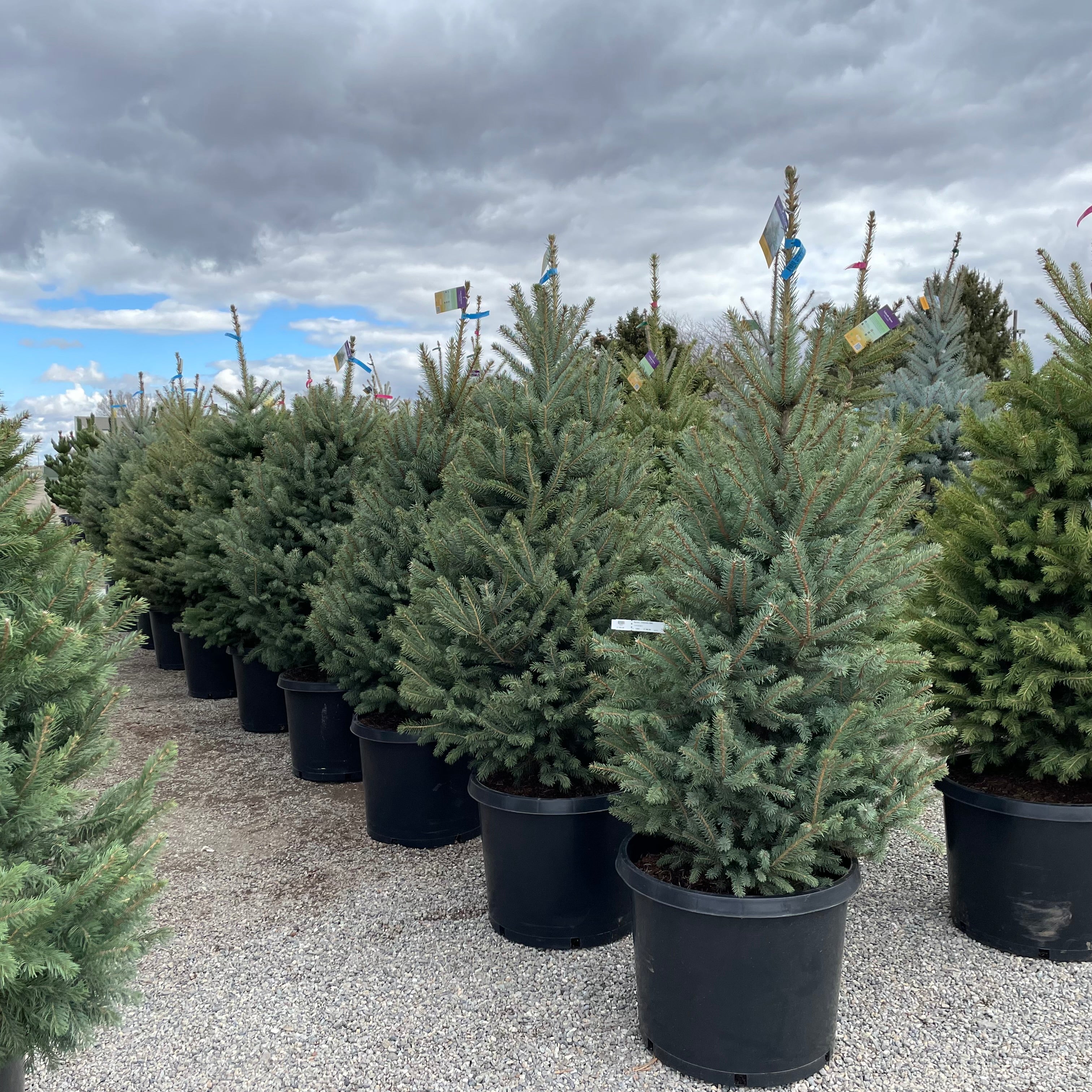 Colorado Spruce Tree – Southern Idaho Landscape Center