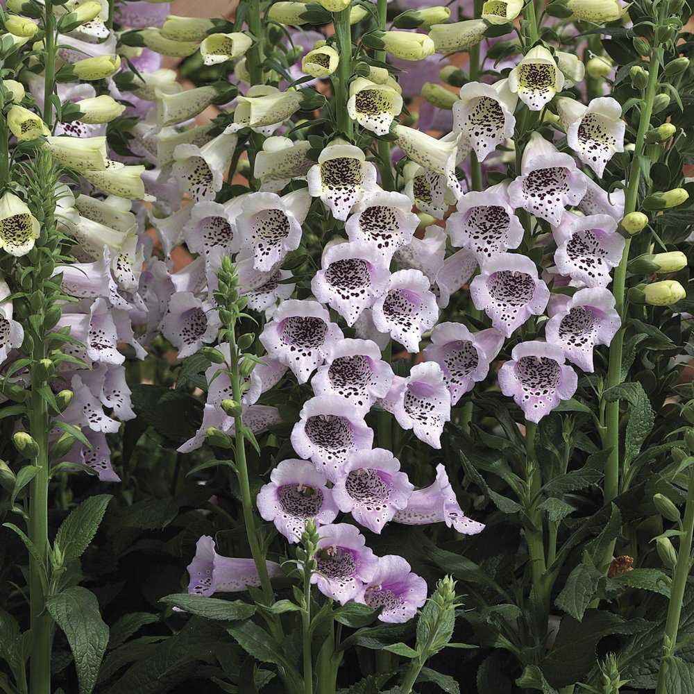 Camelot Lavender Digitalis (Foxglove) – Southern Idaho Landscape Center