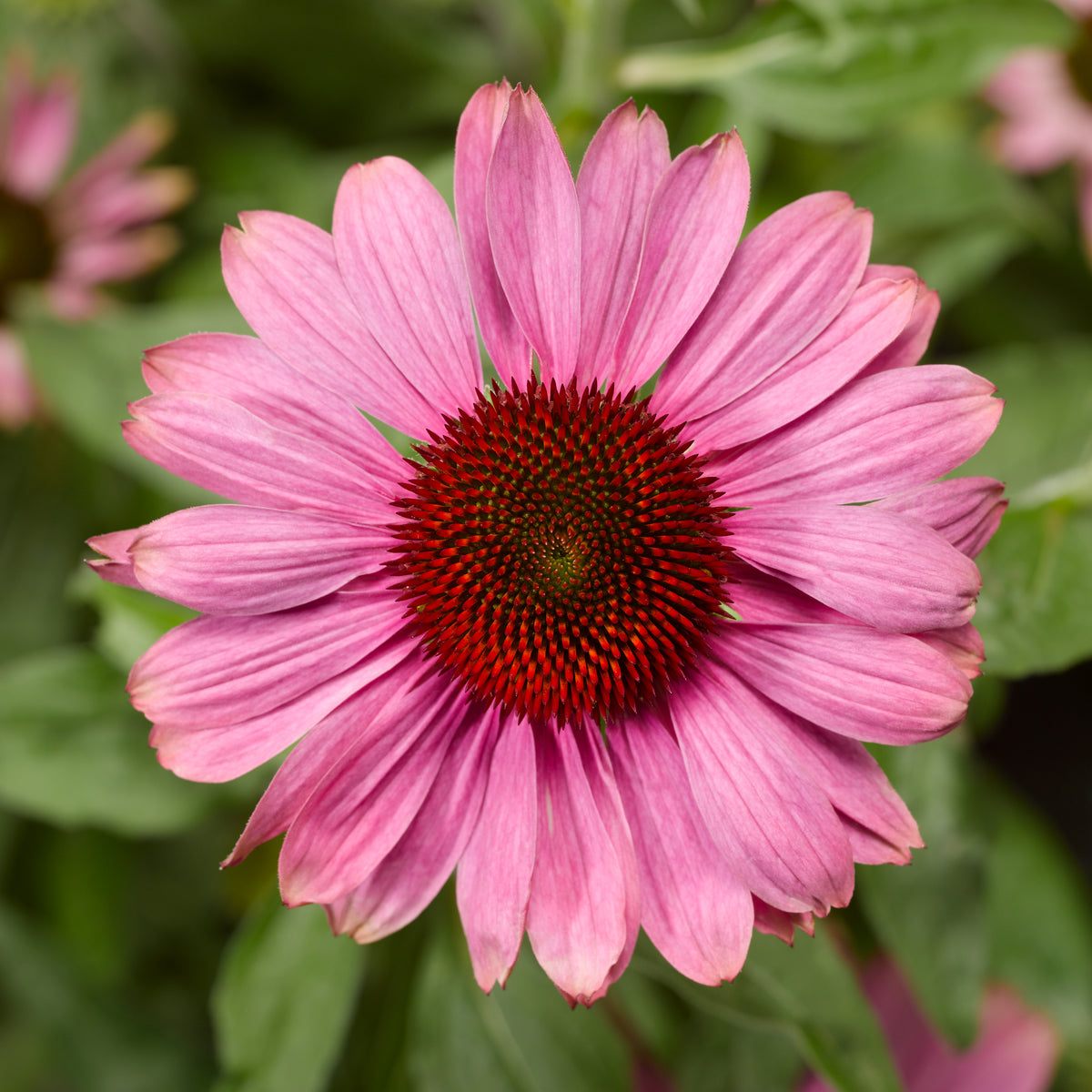 Prairie Splendor Compact Rose Echinacea (Coneflower) – Southern Idaho ...
