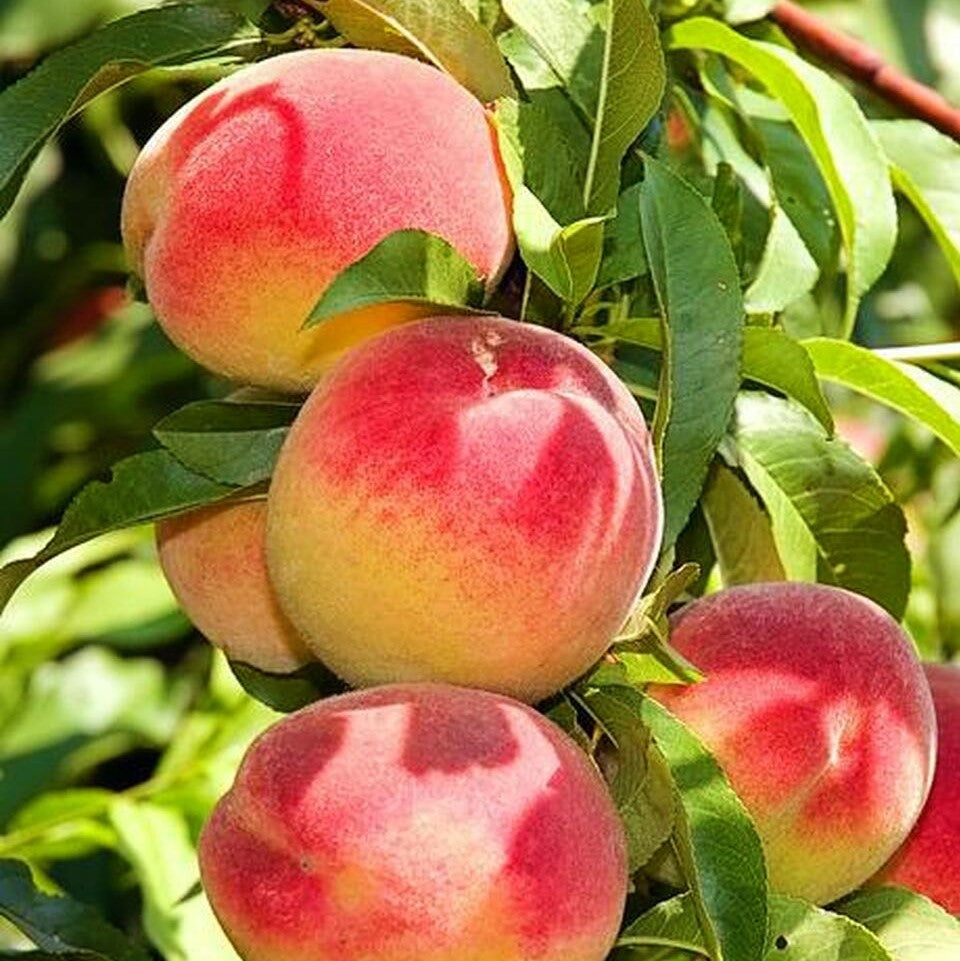 Elberta Peach Tree – Southern Idaho Landscape Center
