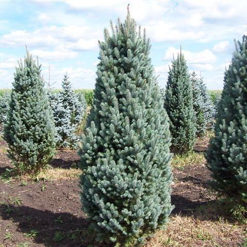 columnar blue spruce width