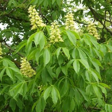 Early Glow Ohio Buckeye Tree – Southern Idaho Landscape Center