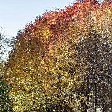 Autumn Purple Ash Tree – Southern Idaho Landscape Center