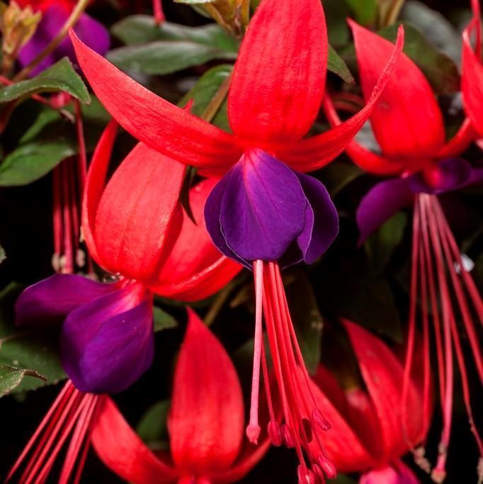 10" Red and Purple Fuchsia Hanging Basket – Southern Idaho Landscape Center
