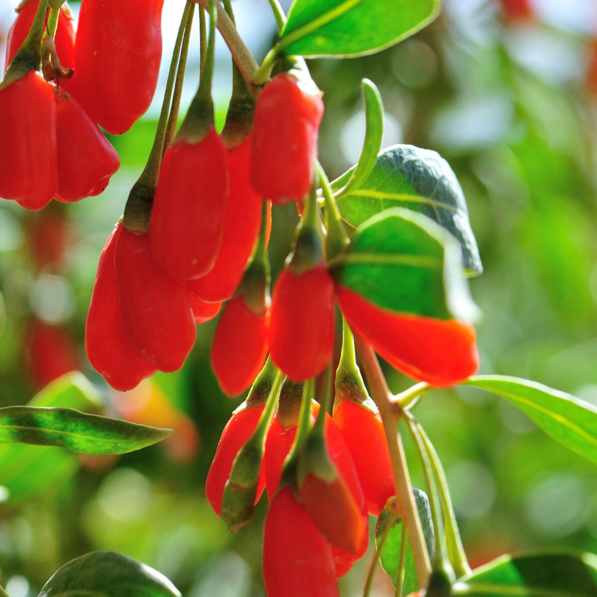 Goji Berry, Wolfberry, Plant – Southern Idaho Landscape Center